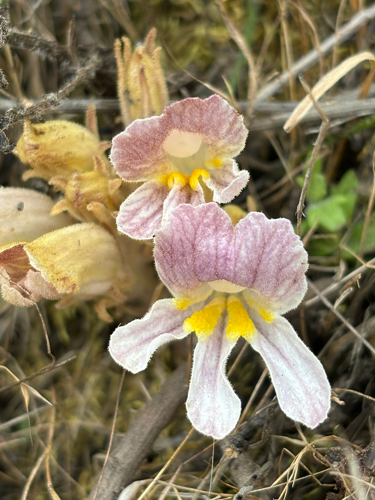California Broomrape from Valencia Peak Trail, Los Osos, CA, US on ...