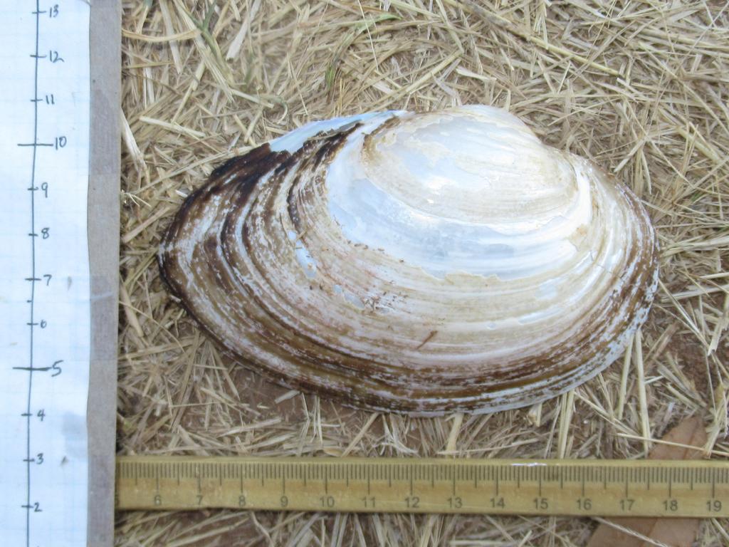 Giant Floater from Timberlake Biol. Station, Mills Co., TX on October 5 ...