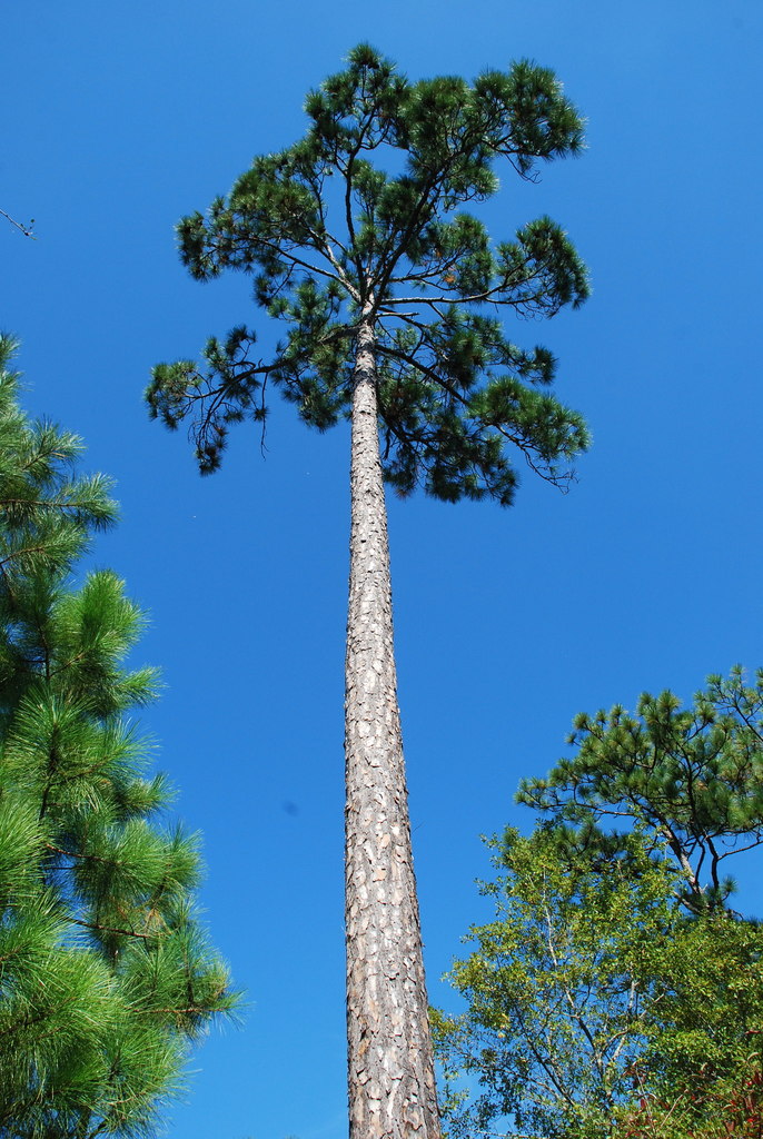 Typical Slash Pine (Pinus elliottii elliottii) - Botanical Realm