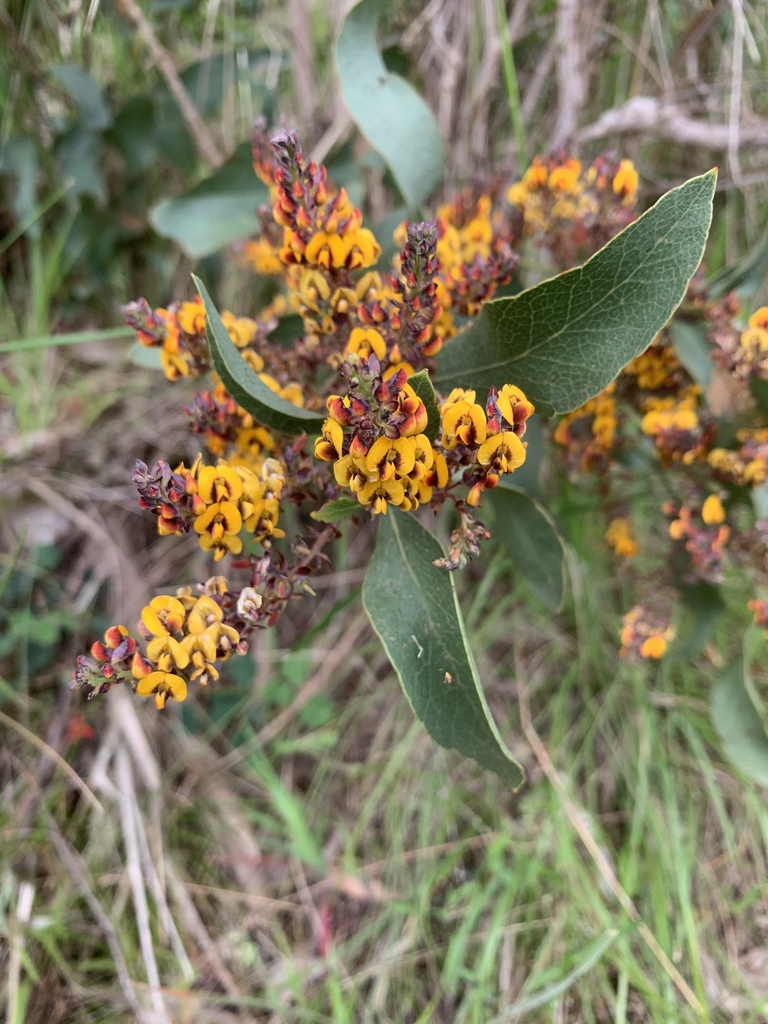 hop bitter-pea (Budawang Coast plant species Part 1 (A-E ...