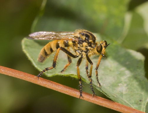 Genus Callinicus · iNaturalist