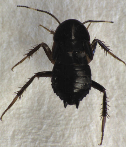 Genus Tryonicus · iNaturalist