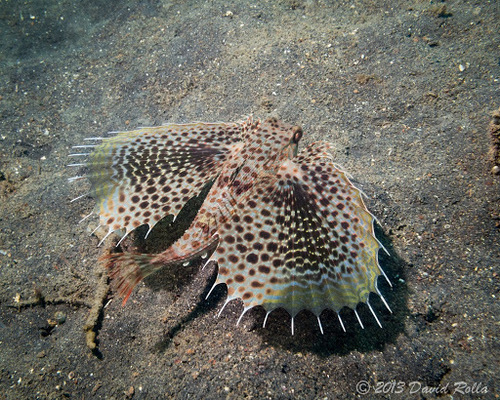 Oriental Flying Gurnard (Reef Fish of the Hawaiian Islands) · iNaturalist