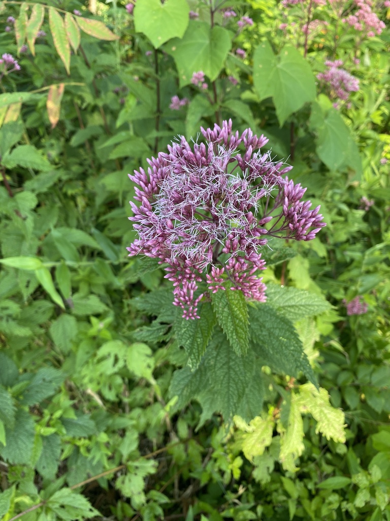 coastal plain Joe-Pye weed from Fannie Stebbins Wildlife Refuge, 202 ...