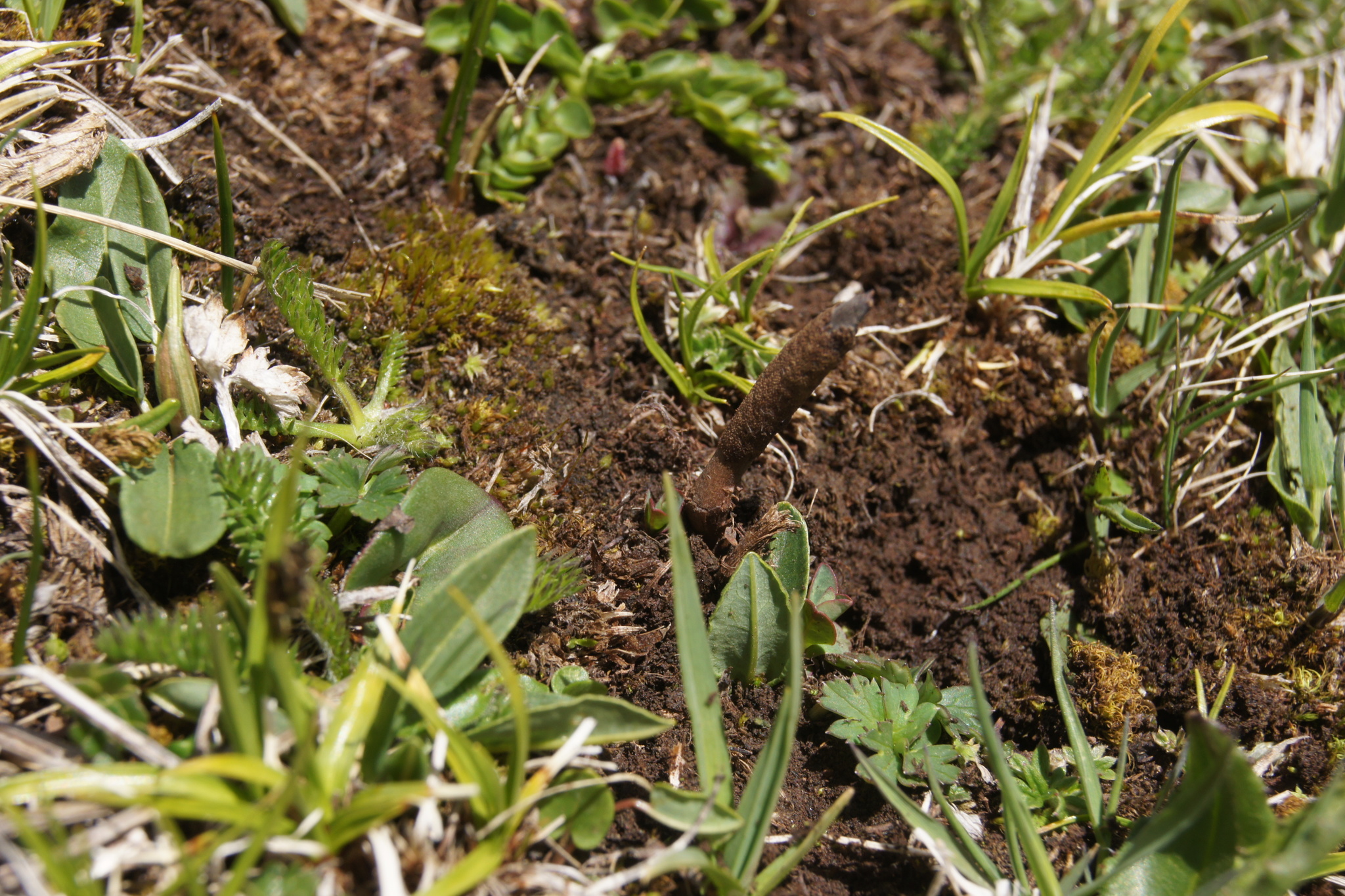 Ophiocordyceps sinensis (Berk.) G.H.Sung, J.M.Sung, Hywel-Jones & Spatafora