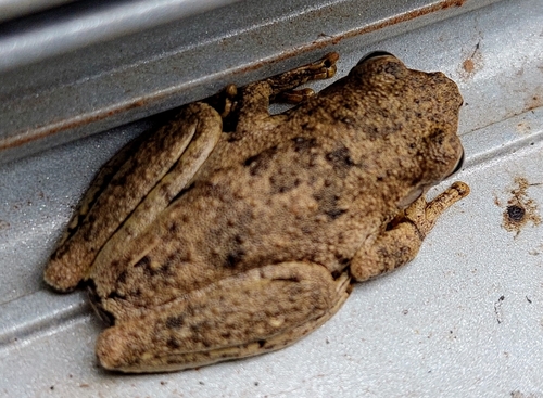 Western Laughing Tree Frog – Slow Camping
