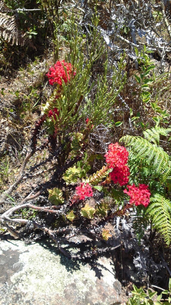 Rochea (Species of the Helderberg Basin Area) · iNaturalist