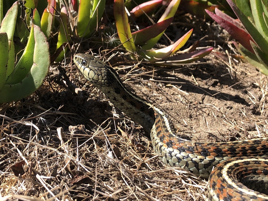 Coast Garter Snake from Lakeshore, San Francisco, CA, US on October 21 ...