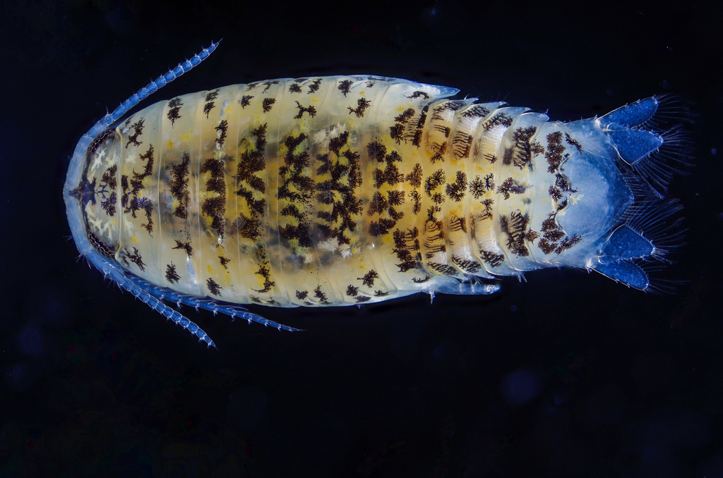 Sand Piranha from UBC, University Endowment Lands, BC, 加拿大 on July 18 ...