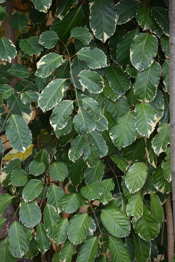 (Polyscias paniculata) - Botanical Realm