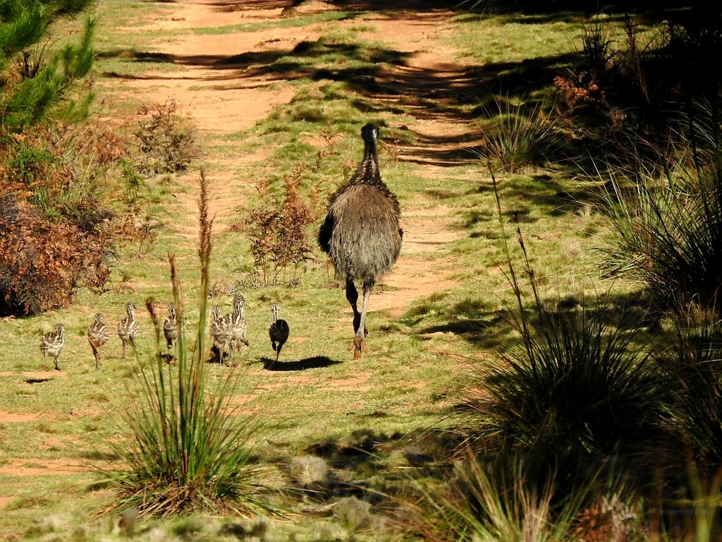 Emu from Mila NSW 2632, Australia on October 21, 2019 by Allan Lugg. 8 ...