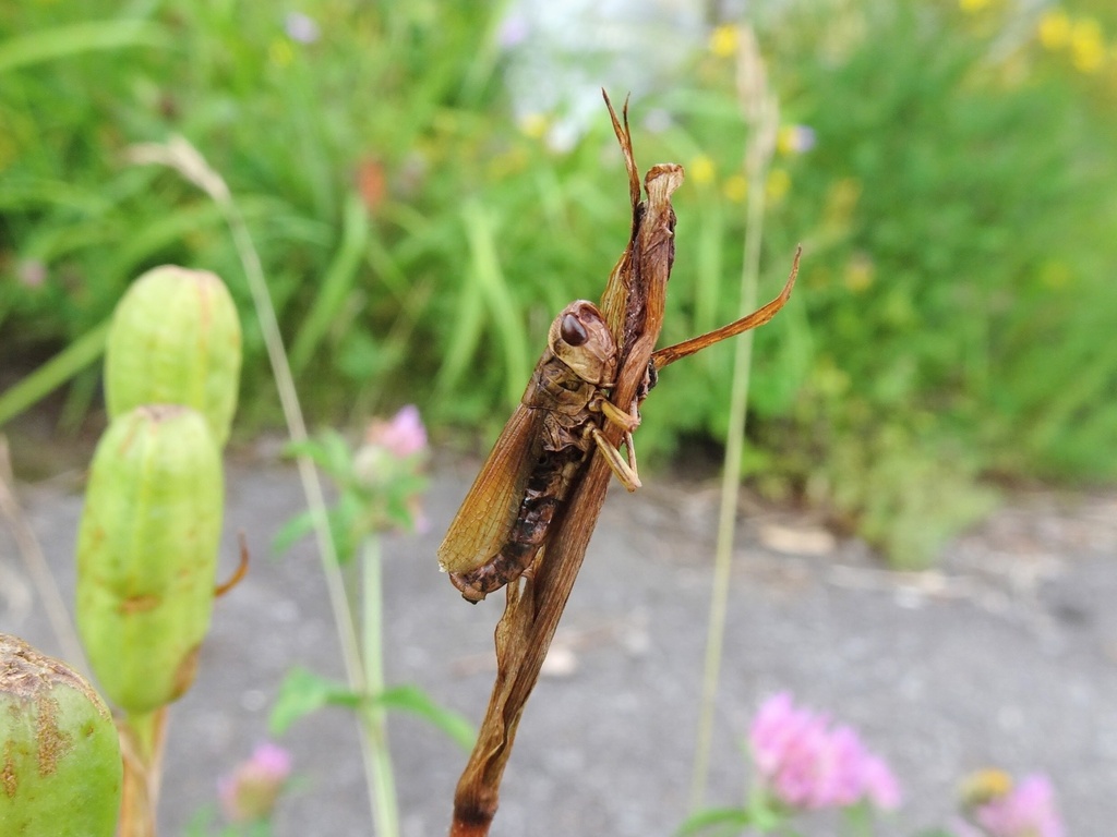 Entomophaga grylli from 上信越高原国立公園, 東御市, 長野県, JP on August 2, 2025 at 11 ...