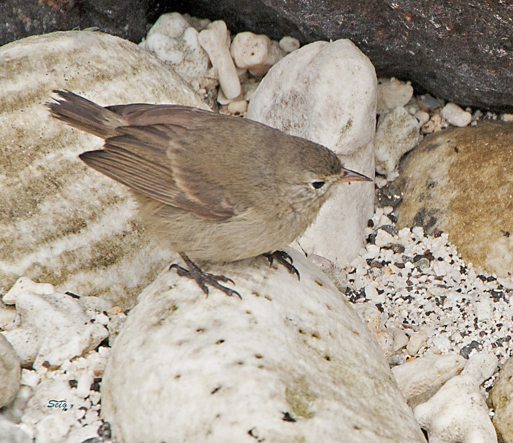 Gray Warbler-Finch (Genovesa) from San Cristóbal, Galápagos, Ecuador on ...