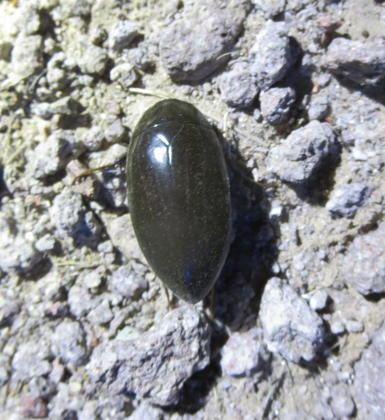Giant Water Scavenger Beetles from Presidio County, TX, USA on ...