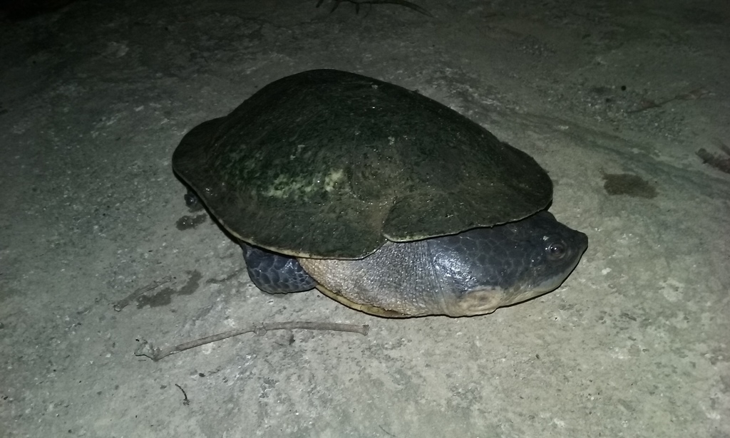 Dahl's Toad-headed Turtle in October 2015 by José Fang · iNaturalist