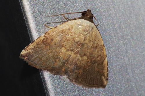 Autoba tristalis · iNaturalist