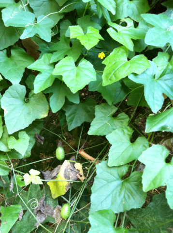 creeping cucumber (Melothria pendula) - Botanical Realm