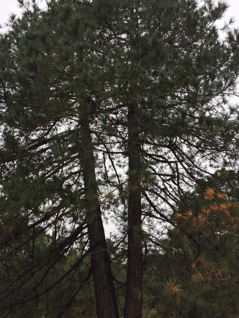 Teocote pine from Galeana, Galeana, NL, MX on November 5, 2016 at 12:21 ...