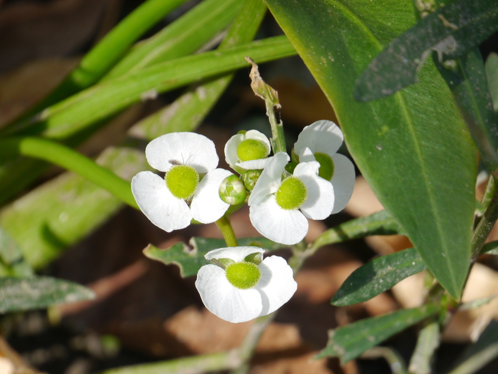 Delta Arrowhead from Colleyville Nature Center, Colleyville, TX on ...