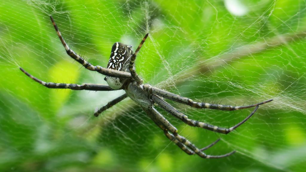 Dome Web Spider from Tongatapu, Tonga on October 13, 2019 at 02:08 PM ...