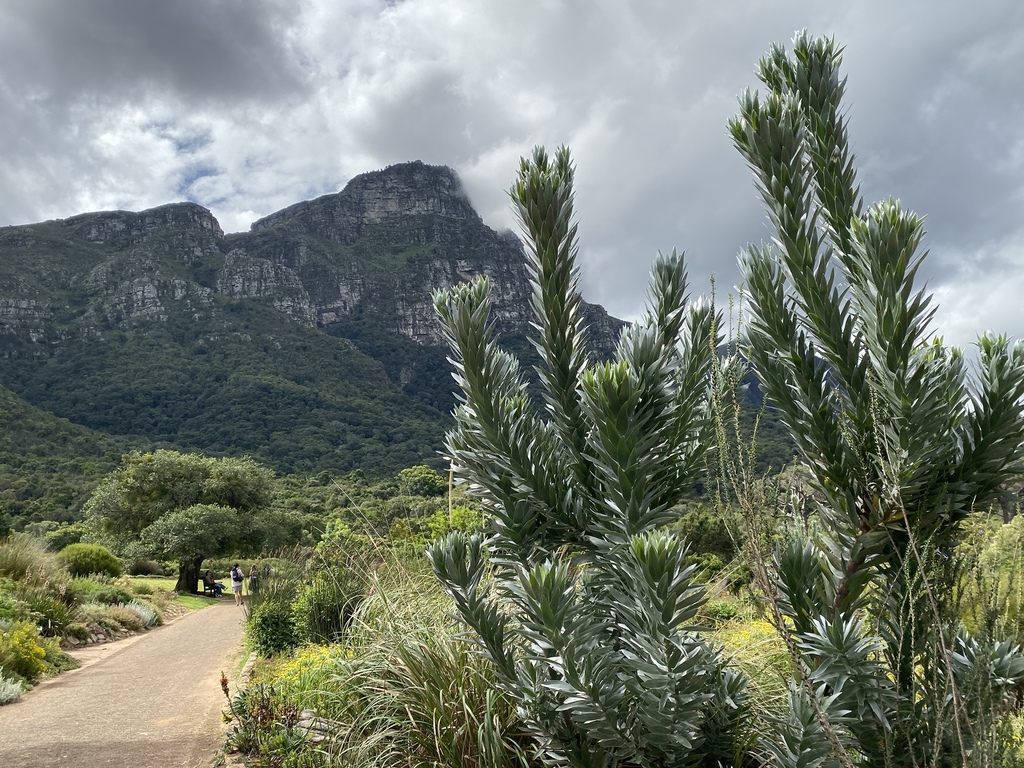 Cape Silver Tree from Kirstenbosch National Botanical Gardens, Southern ...