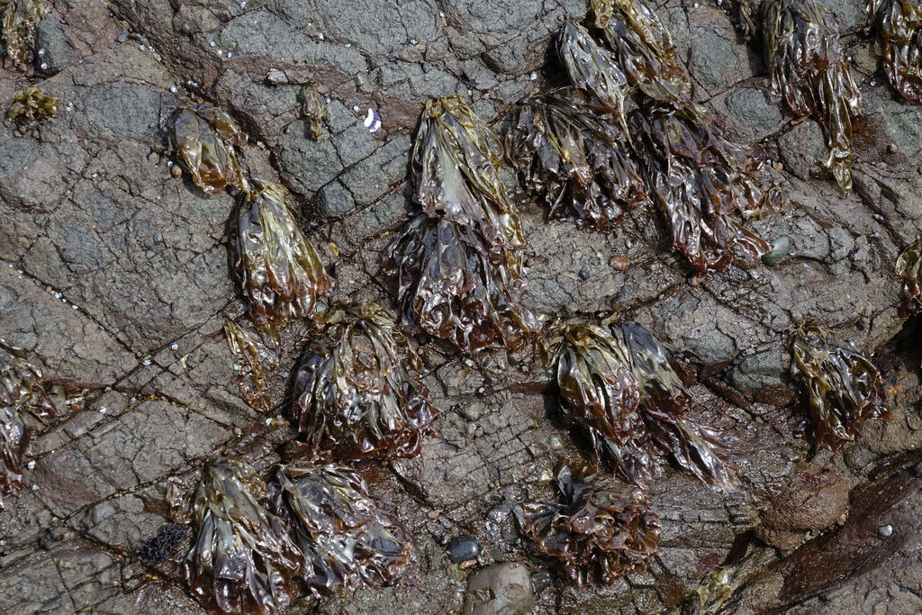 Pyropia from Otago, New Zealand on October 20, 2019 at 10:24 AM by John ...