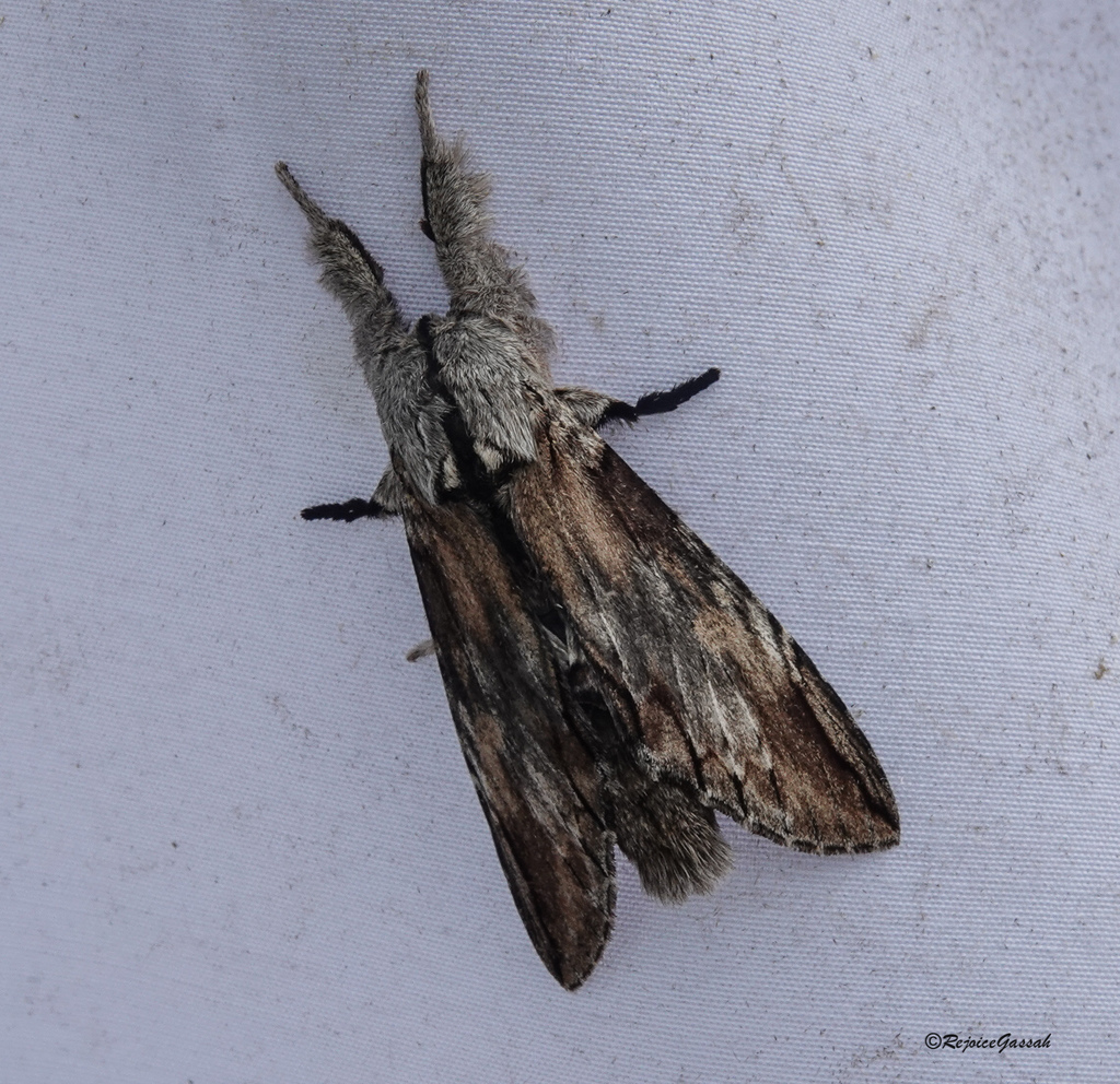 Prominent Moths from Makunda College of Nursing on October 05, 2019 at ...