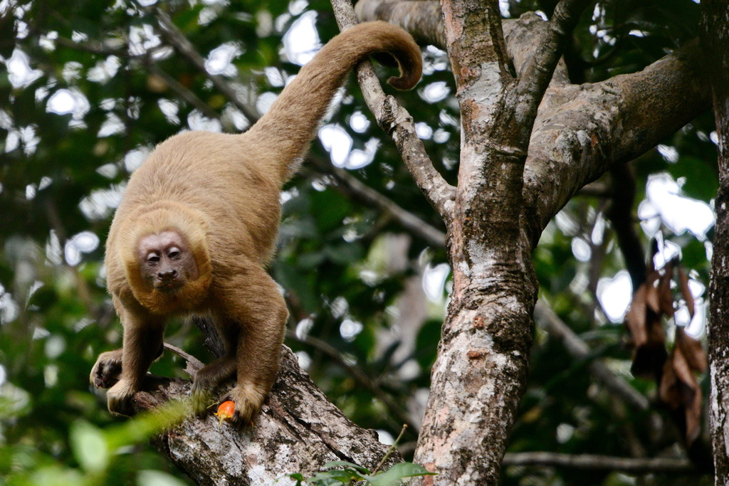 Blonde Capuchin (Sapajus flavius) - Know Your Mammals