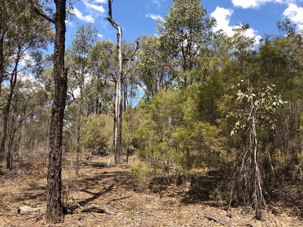 Prickly-leaved Paperbark (Melaleuca styphelioides) - Botanical Realm