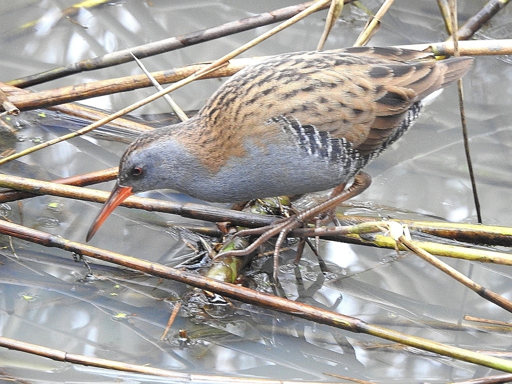 Water Rail from Lancashire, England, GB on October 22, 2019 at 10:16 AM ...