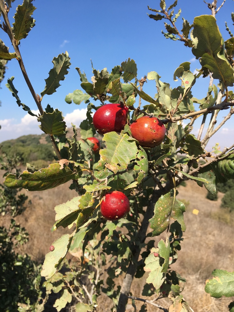Aleppo Oak (Plantes indigènes et endémiques du Liban) · iNaturalist