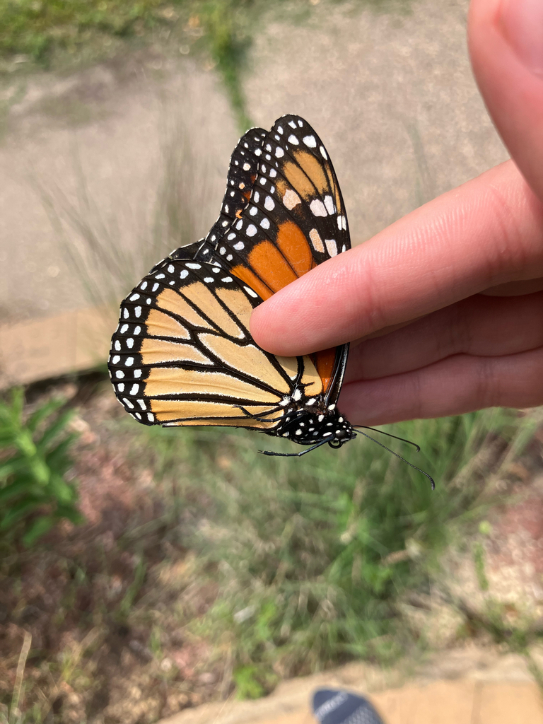Monarch from W 37th St, Minneapolis, MN, US on August 3, 2025 at 11:23 ...