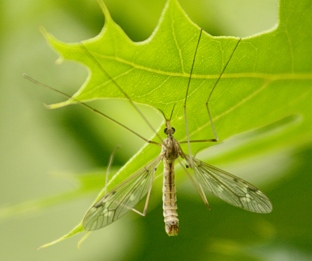 Tipula from Lake County, IL, USA on June 17, 2015 at 08:18 AM by psweet ...