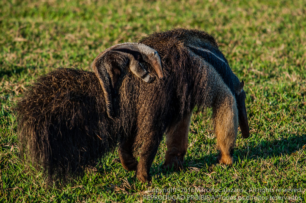Anteaters (Vermilingua) - Know Your Mammals