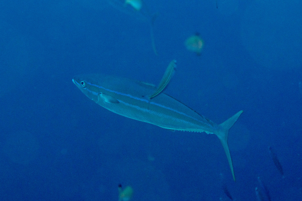 Rainbow Runner on October 06, 2019 at 01:33 PM by Mark Rosenstein ...