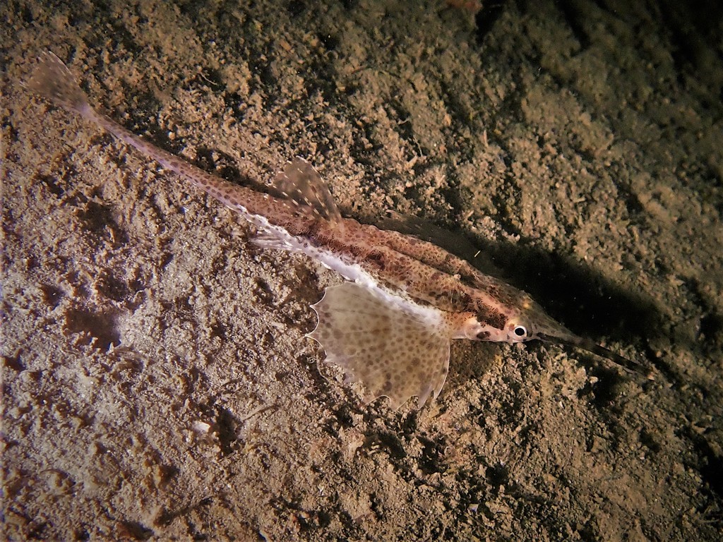 Slender Seamoth (Fish of Coogee Beach) · iNaturalist