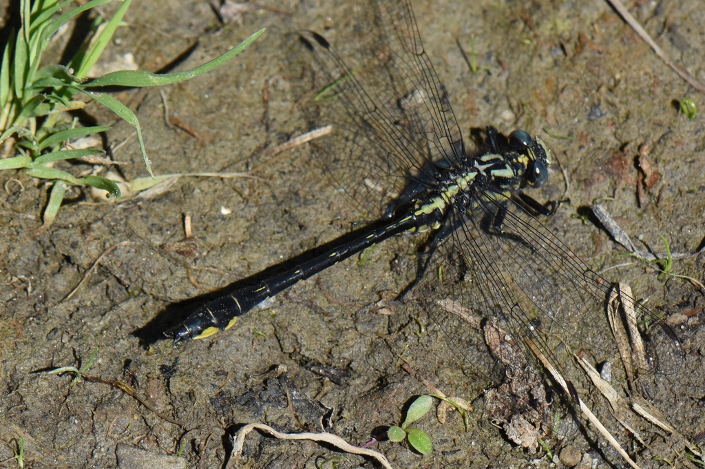 Rapids Clubtail from Mississippi Mills, ON, Canada on June 21, 2019 at ...