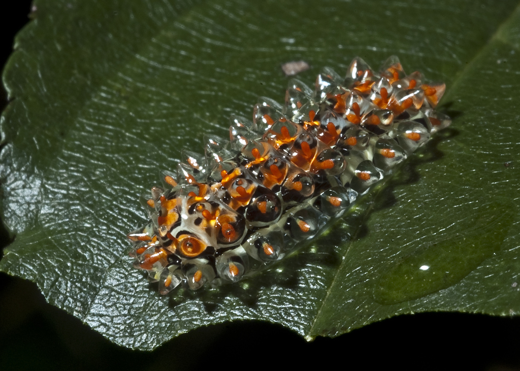 Jewel Caterpillar Moth from Othón P. Blanco, Q.R., México on July 22 ...