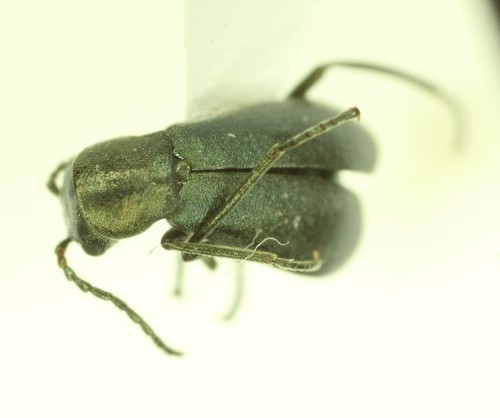 Genus Microlipus · iNaturalist