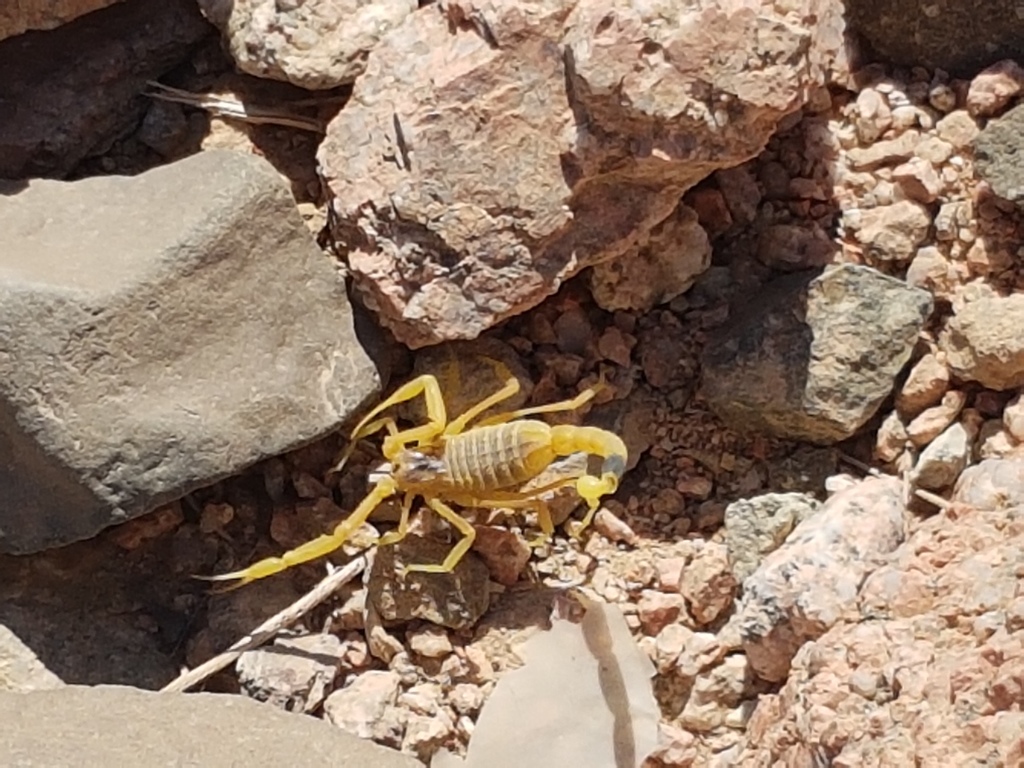 Deathstalker Scorpion