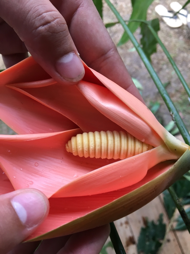 split-leaf cyclanthus (Cyclanthus bipartitus) - Botanical Realm
