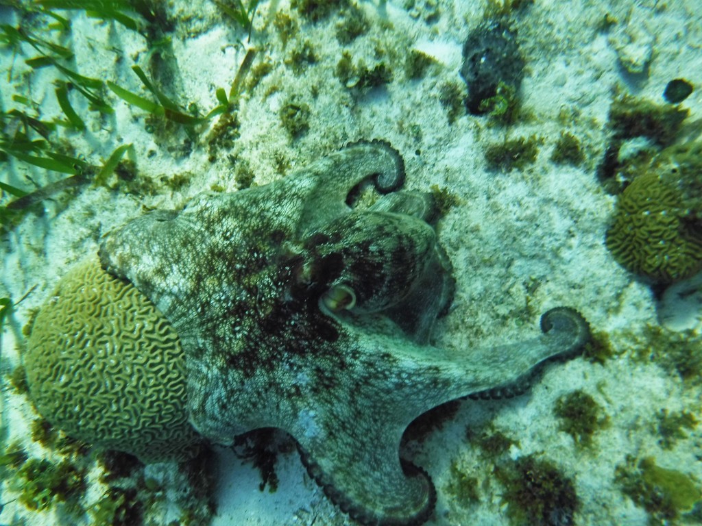 Mexican Four-eyed Octopus from Arrecife El Meco, México on October 30 ...