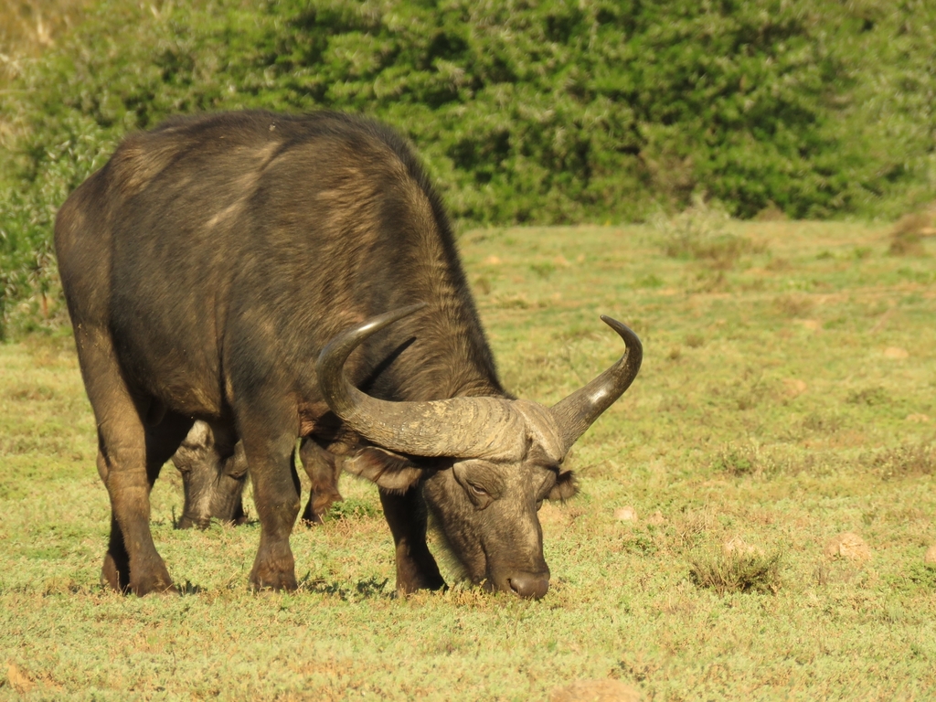 African Buffaloes (Syncerus) - Know Your Mammals