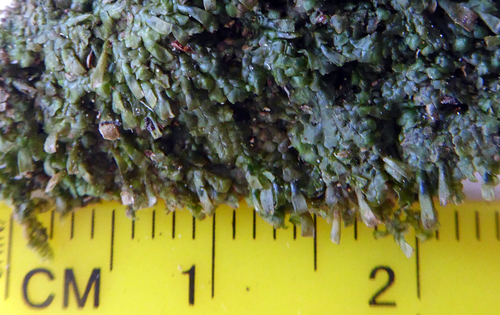 Radula strangulata · iNaturalist