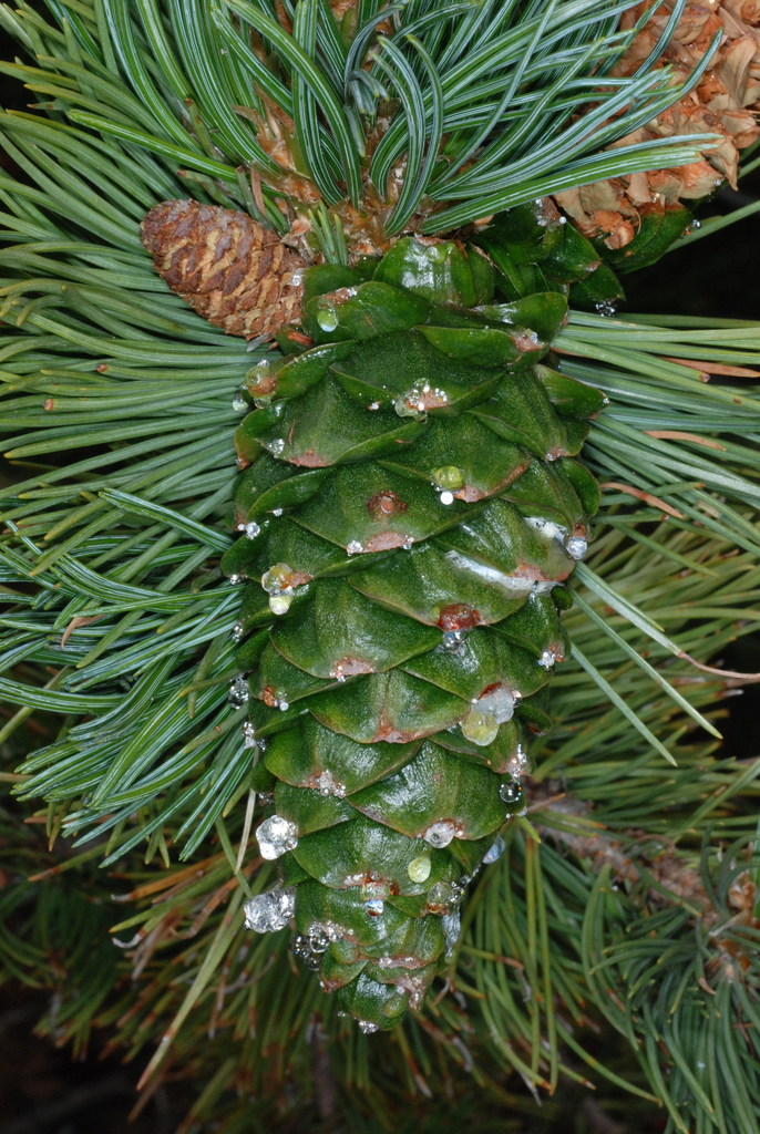 limber pine from Larimer County, CO, USA on September 2, 2011 at 05:41 ...