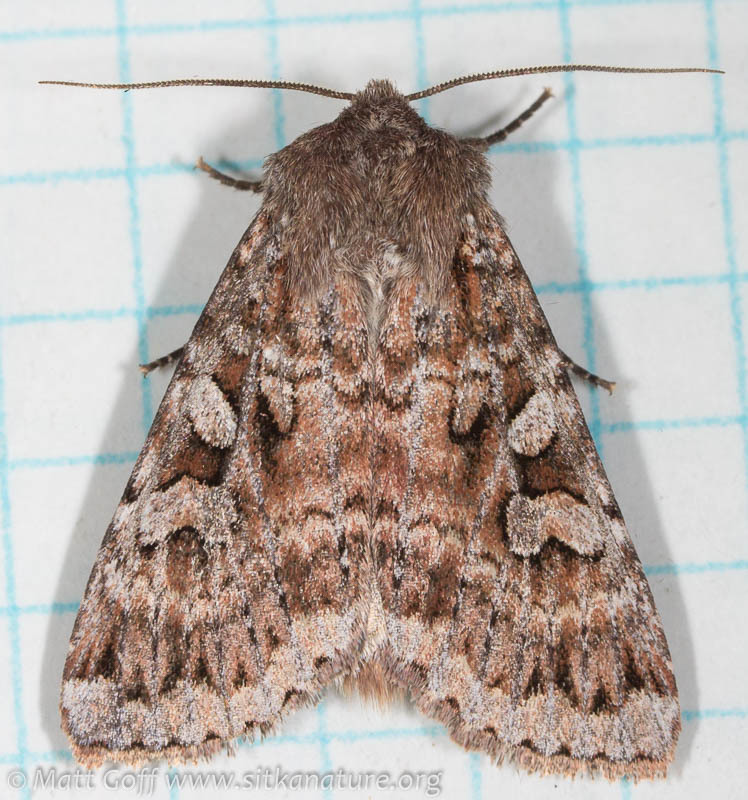 Great Brown Dart (Noctuid Moths of Montana, USA) · iNaturalist