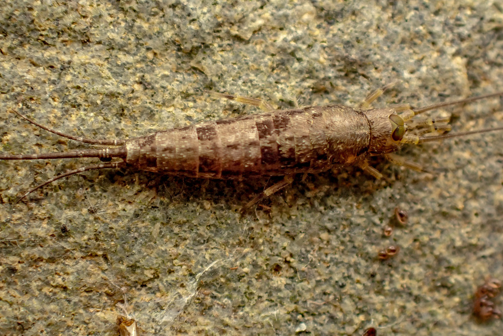 Petrobius from Ballyieragh North, Cape Clear, Co. Cork, Ireland on June ...