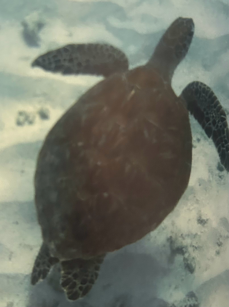 Green Sea Turtle in June 2018 by Griffin Brosanders · iNaturalist