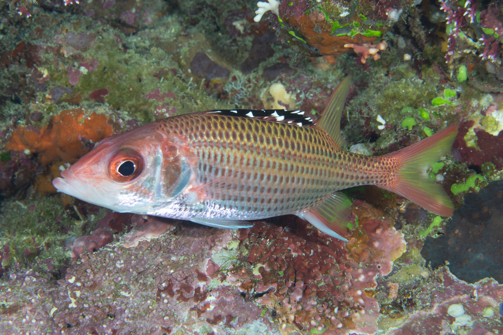 Neoniphon opercularis (Valenciennes, 1831)