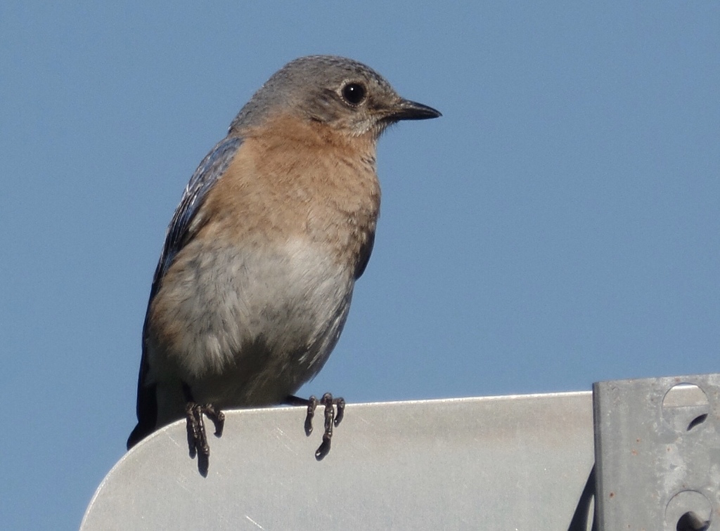 Eastern Bluebird from Greenland Hideaway Dr S, Jacksonville, FL, US on ...